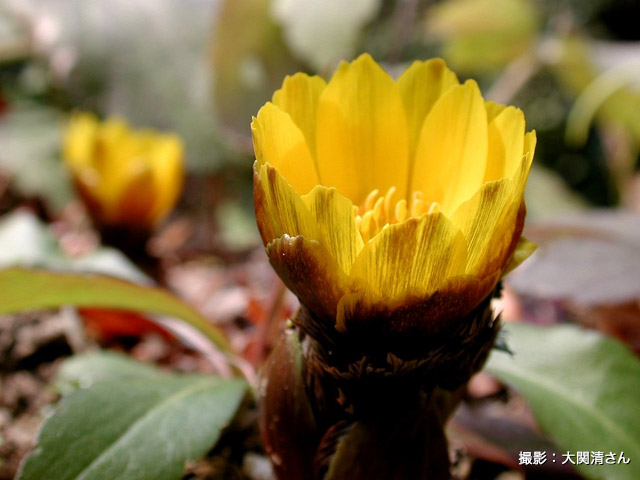 かたぎりよしこの花療法